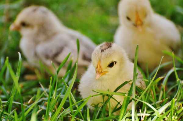 Anak Ayam, Malay traditional tunes – Cheng's Musings